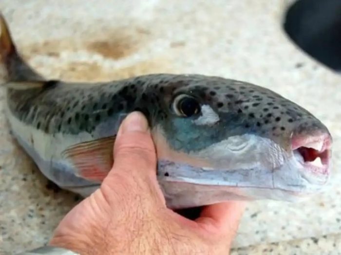 ОПАСНА ОТРОВНА РИБА ВО ГРЦИЈА: Се подготвува план за справување со ...